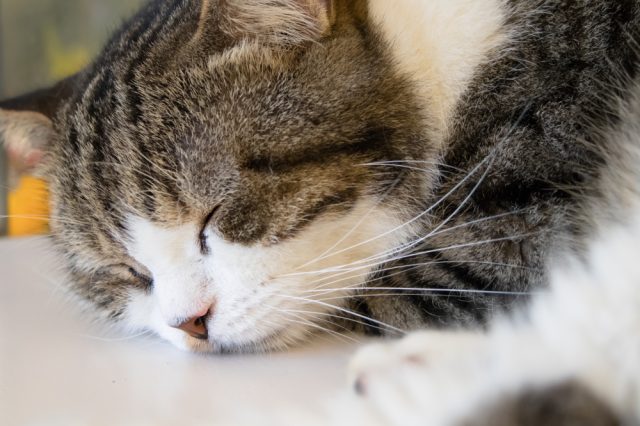 Pink Cat Vomit: Should You Pawnic Or?