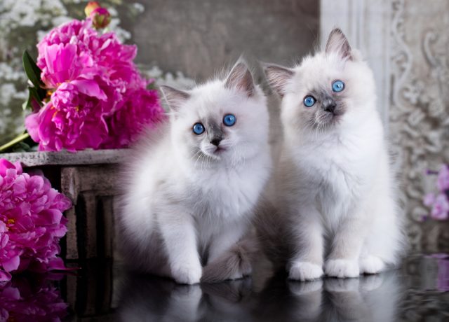 Ragdoll Vs. Himalayan: How To Tell The Difference?