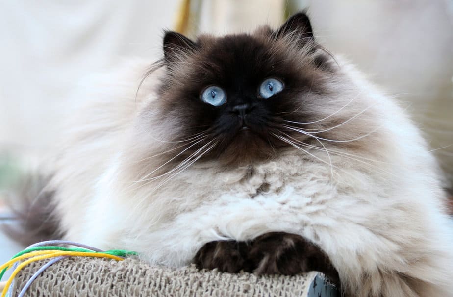 Ragdoll Vs. Himalayan: How To Tell The Difference?