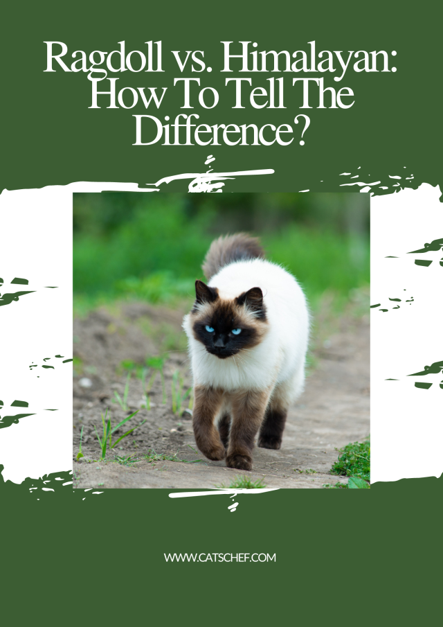Ragdoll Vs. Himalayan: How To Tell The Difference?