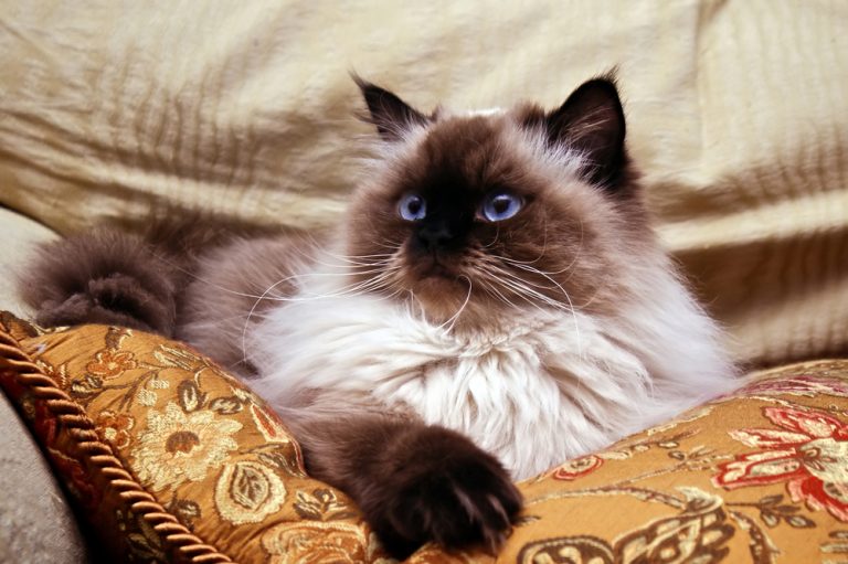Ragdoll Vs. Himalayan: How To Tell The Difference?