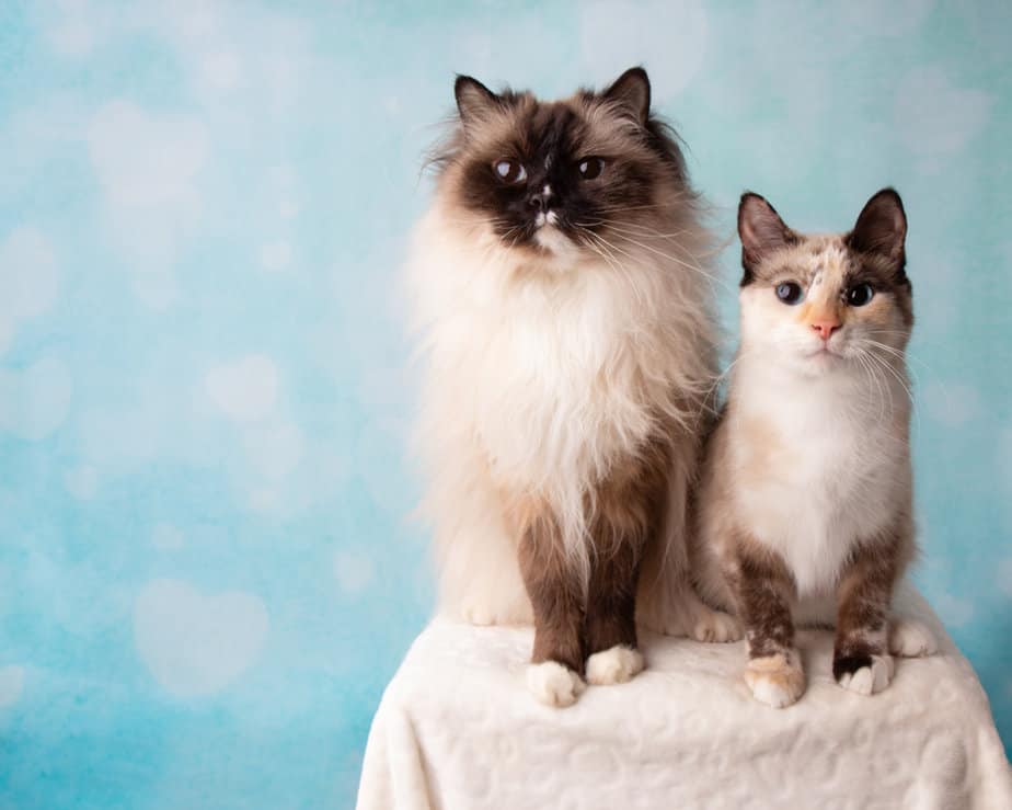 Ragdoll Vs. Siamese: Which One Wins The Battle Of Cuteness?