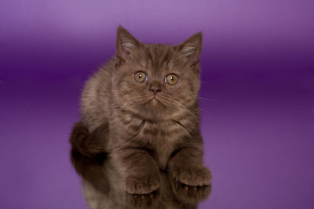 10 Rare Cat Eye Colors Ranked From Most Common to Most Unique