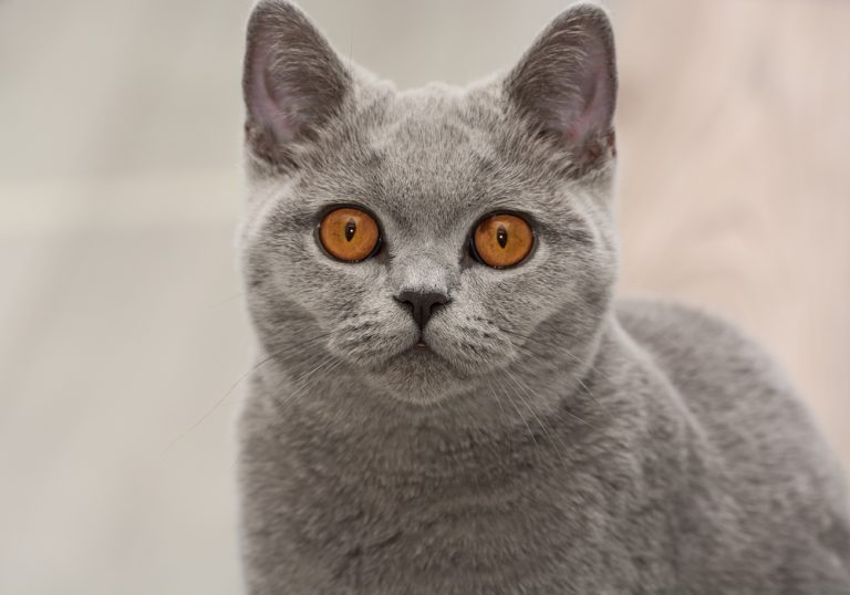 Rare Cat Eye Colors Ranked: What's There To Know?