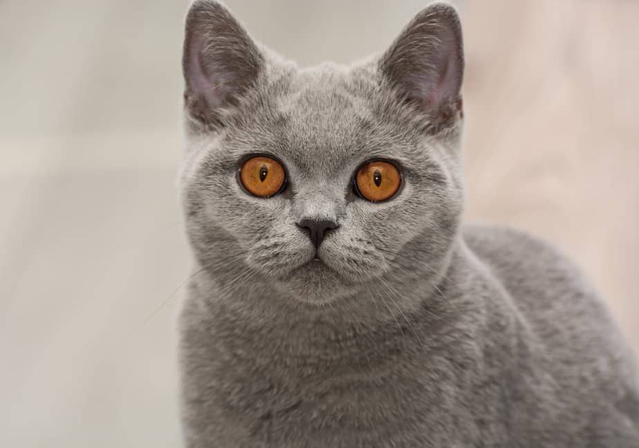 Rare Cat Eye Colors Ranked: What's There To Know?