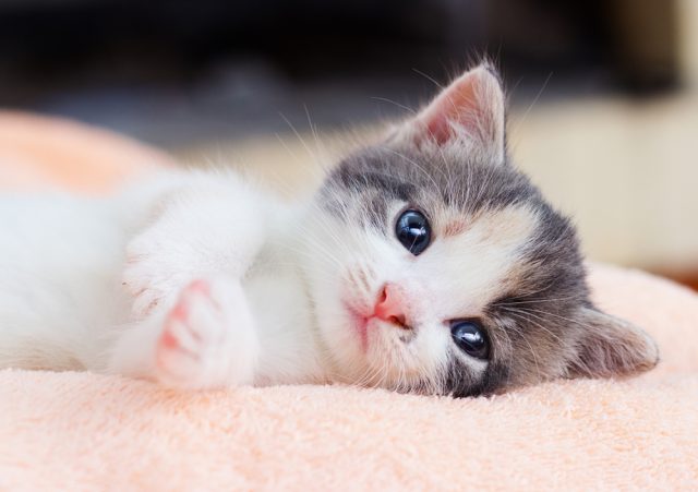 Single Kitten Syndrome: Is Flying Solo Bad For Your Fluff?