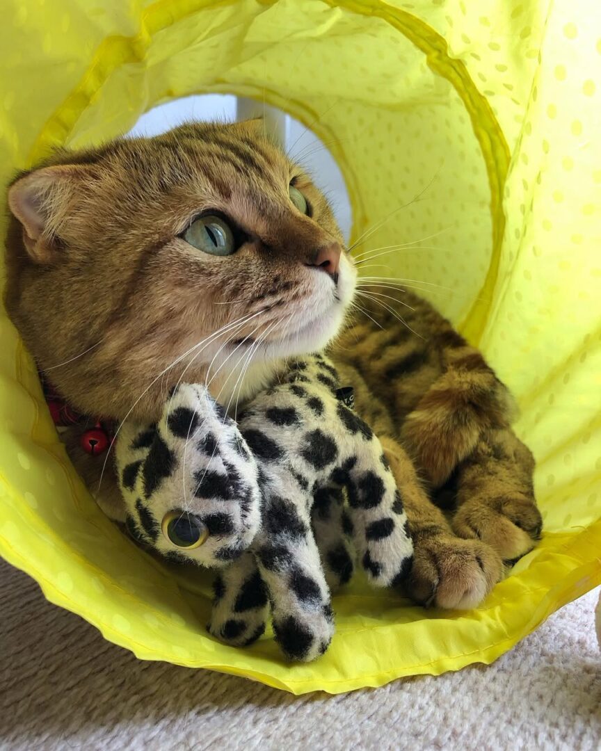 7 Must-Know Facts About the Genetta Cat, The Short-Legged Leopard of ...