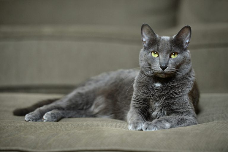 15 Worst Cat Breeds for Beginners – Buyer Beware!