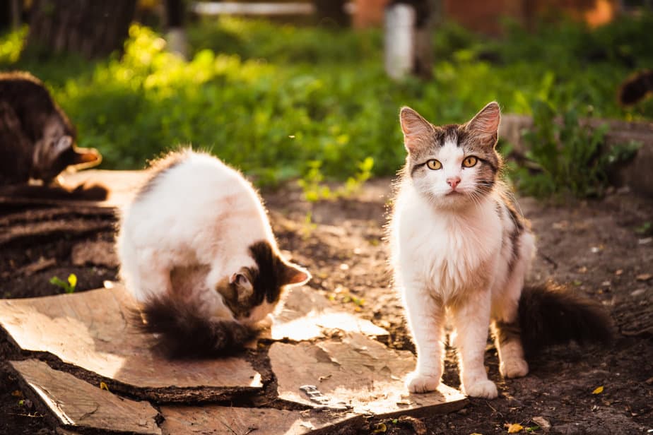 What Are The 8 Worst Cat Breeds For First-Time Owners?