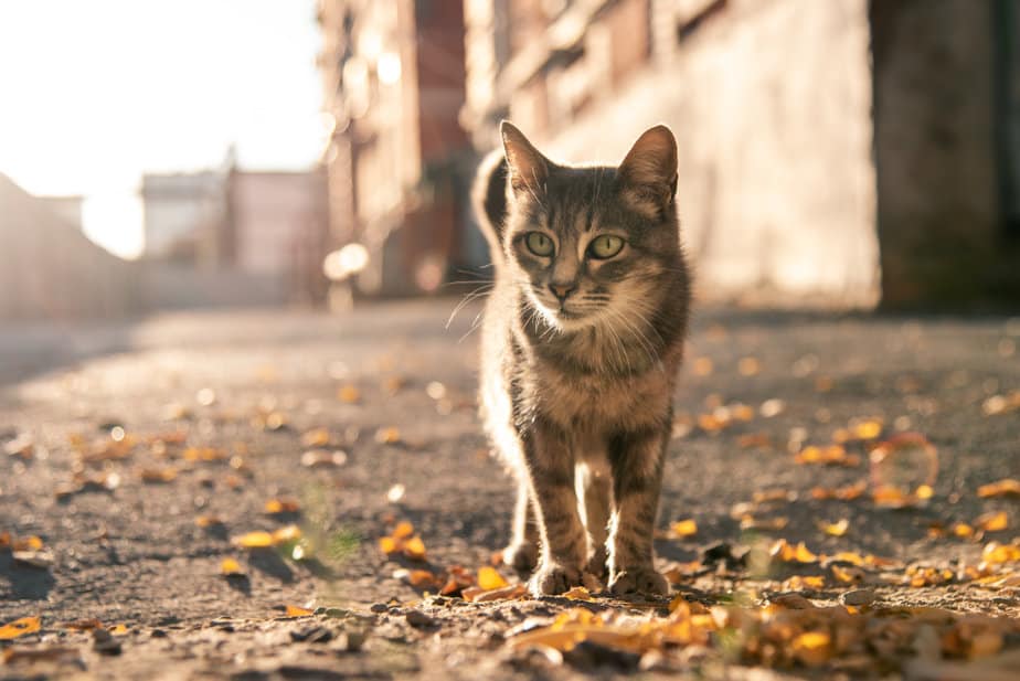 When A Stray Cat Chooses You: Spiritual Meaning And More