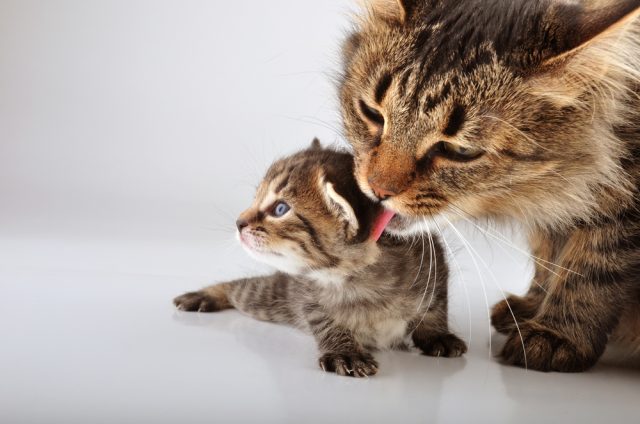 When To Worry: Why Does Mother Cat Move Only One Kitten?