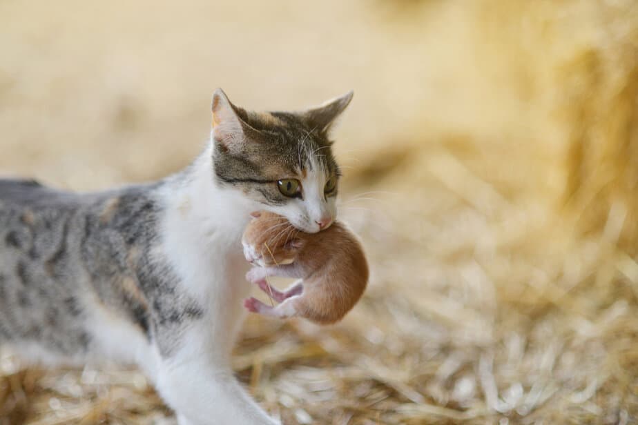 When To Worry: Why Does Mother Cat Move Only One Kitten?