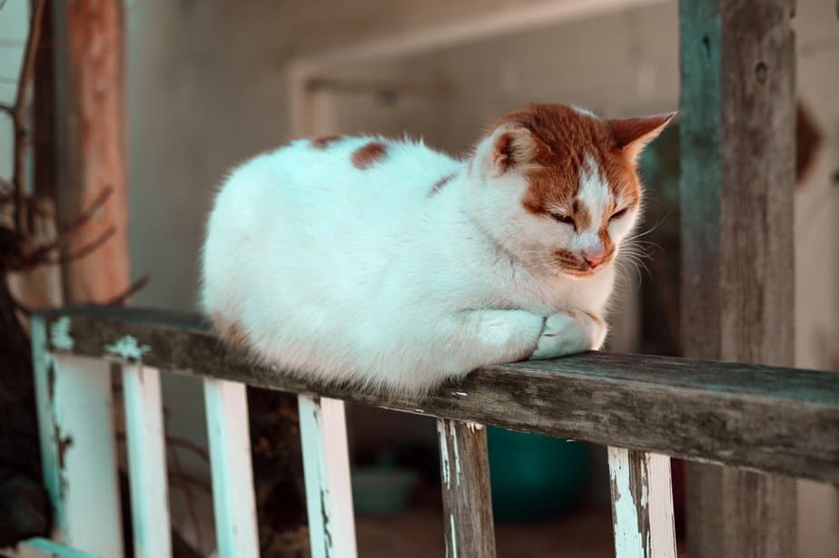 Where Do Cats Sleep Outside At Night? Is It Safe For Them?
