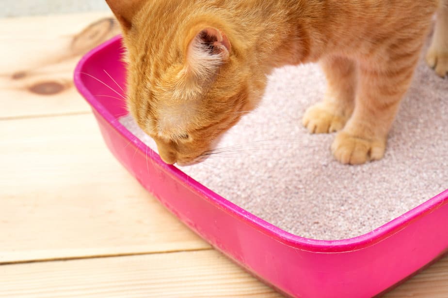 White Cat Poop: What On Earth Does That Mean?!