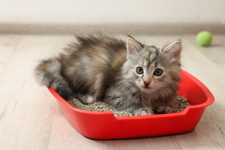 White Cat Poop: What On Earth Does That Mean?!