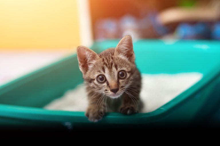 White Cat Poop: What On Earth Does That Mean?!