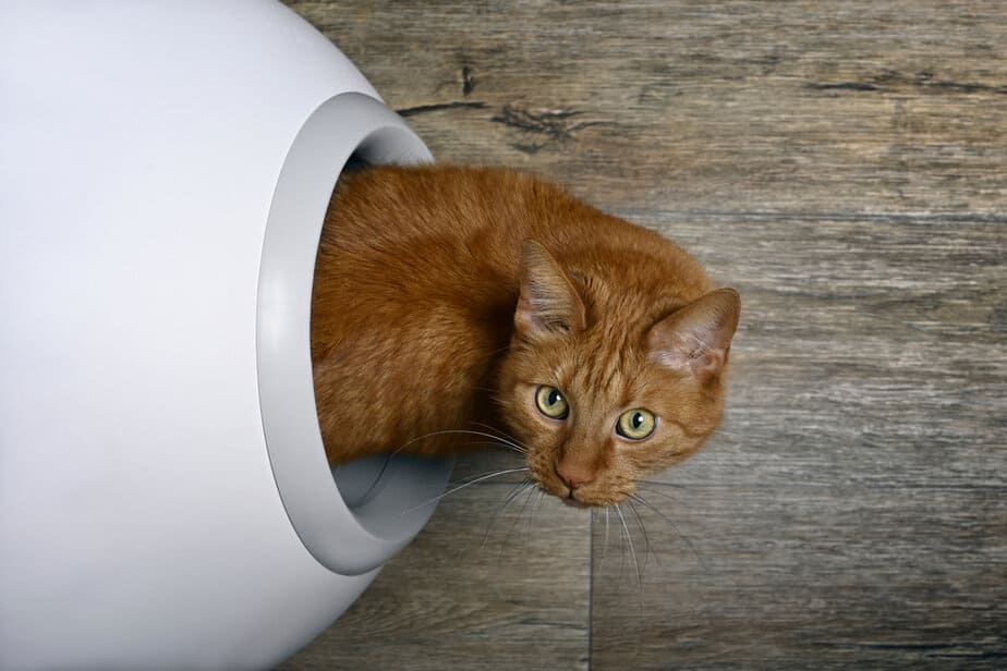 White Cat Poop: What On Earth Does That Mean?!