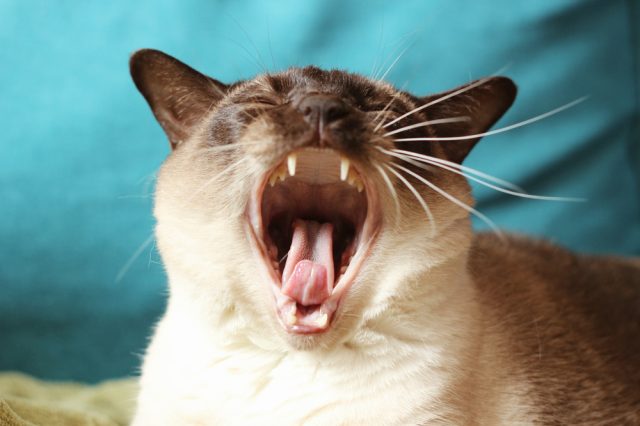 Why Do Cats Cry Like Babies, For Crying Out Loud?