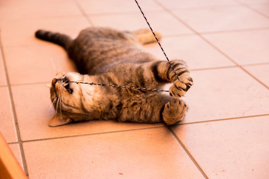 Why Do Cats Like String? Simple Joys Of Feline Life