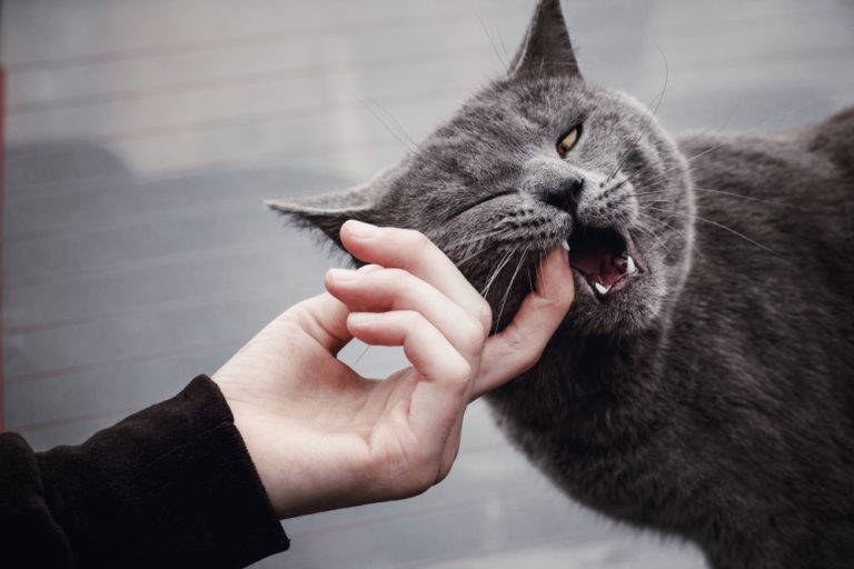Why Does My Cat Chew On My Fingers? Passion Or Aggression?