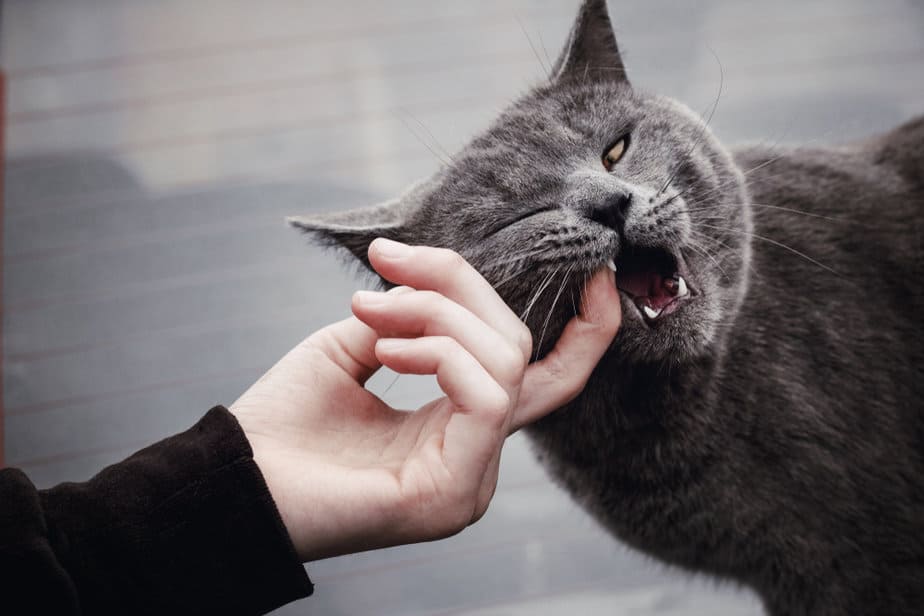 Why Does My Cat Chew On My Fingers? Passion Or Aggression?