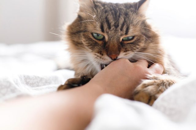 Why Does My Cat Chew On My Fingers? Passion Or Aggression?