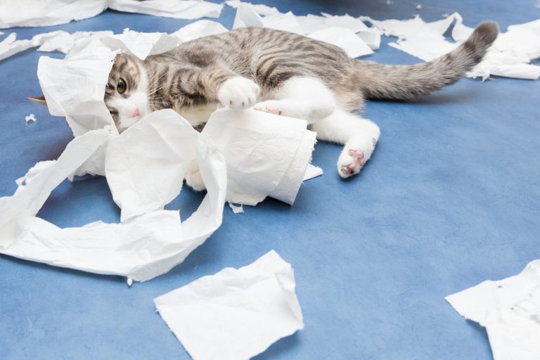 Why Is Your Cat Eating Paper? Is It A Tear-able Idea?