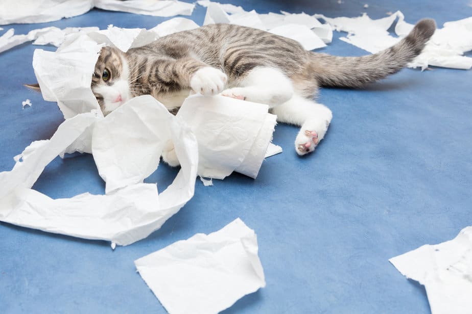 Why Is Your Cat Eating Paper? Is It A Tear-able Idea?