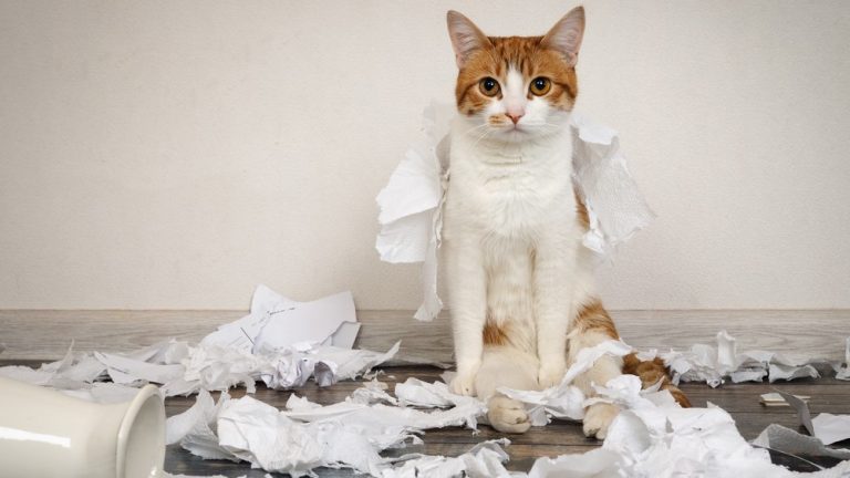 Why Is Your Cat Eating Paper? Is It A Tear-able Idea?