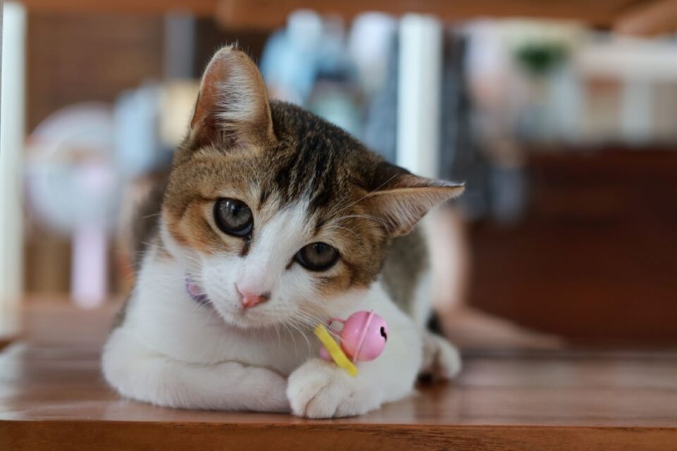 Cat Names - Cats Chef