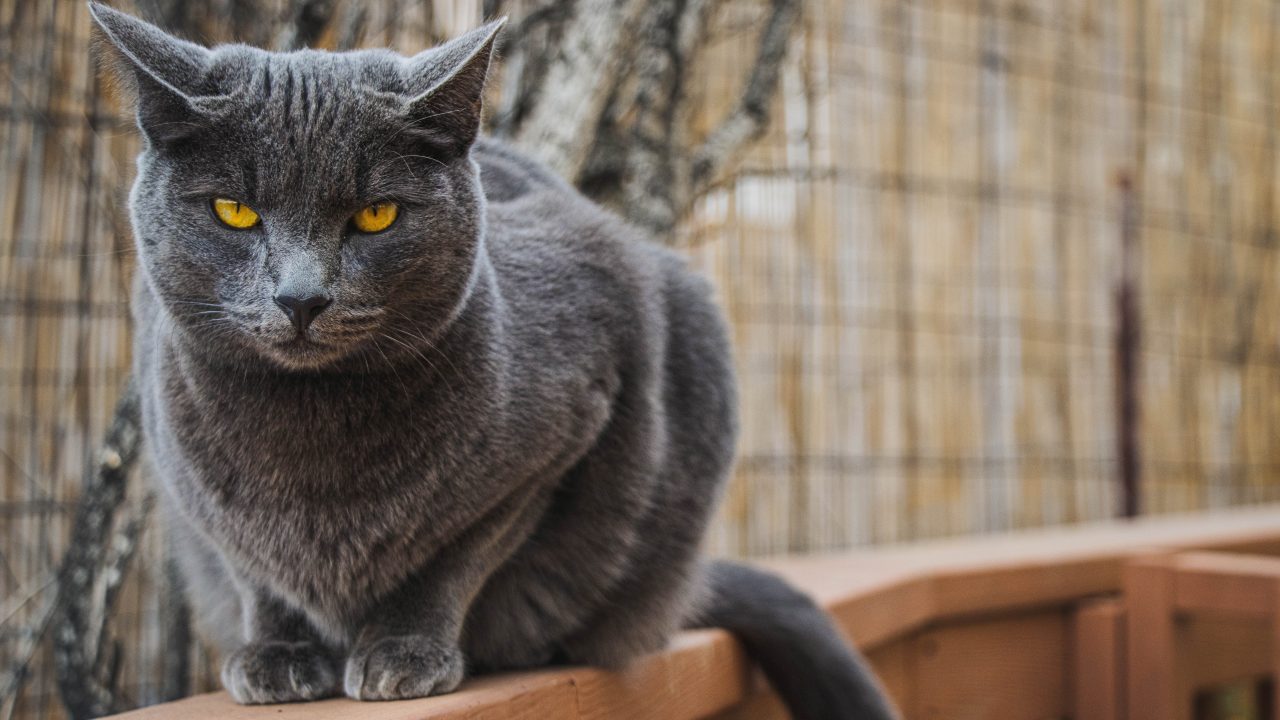 8 Ways To Make A Cat-Proof Balcony And Keep Your Kitty Safe