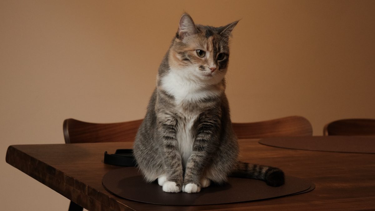 Cat Sitting Positions: What Do They Mean?