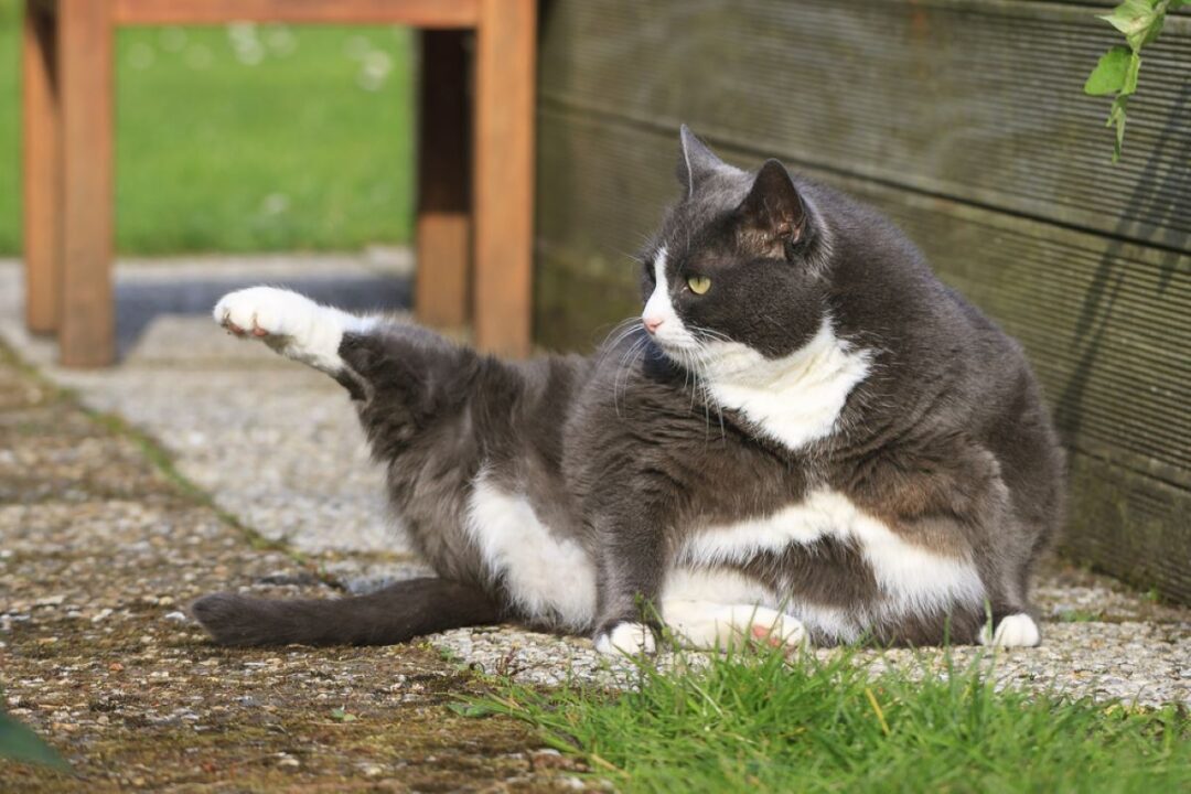 250+ Fat Cat Names For Your Giant Ball Of Fluff