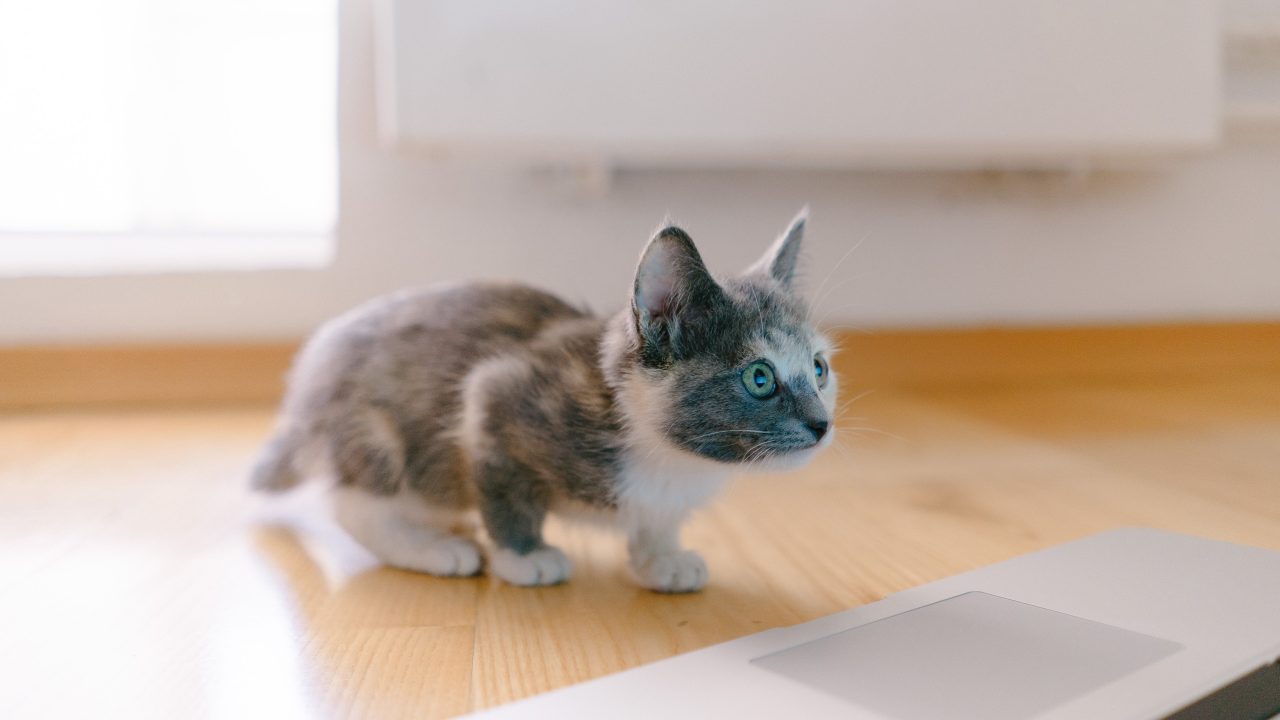 7 Must-Know Facts About the Genetta Cat, The Short-Legged Leopard of ...