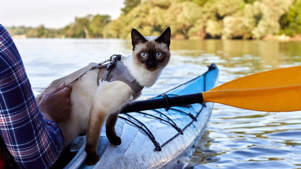 Cat Adventures: How To Go Kayaking With Your Cat?