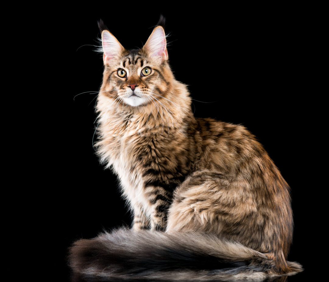 Discover Australia's Top 15 Most Popular Cat Breeds Right Now