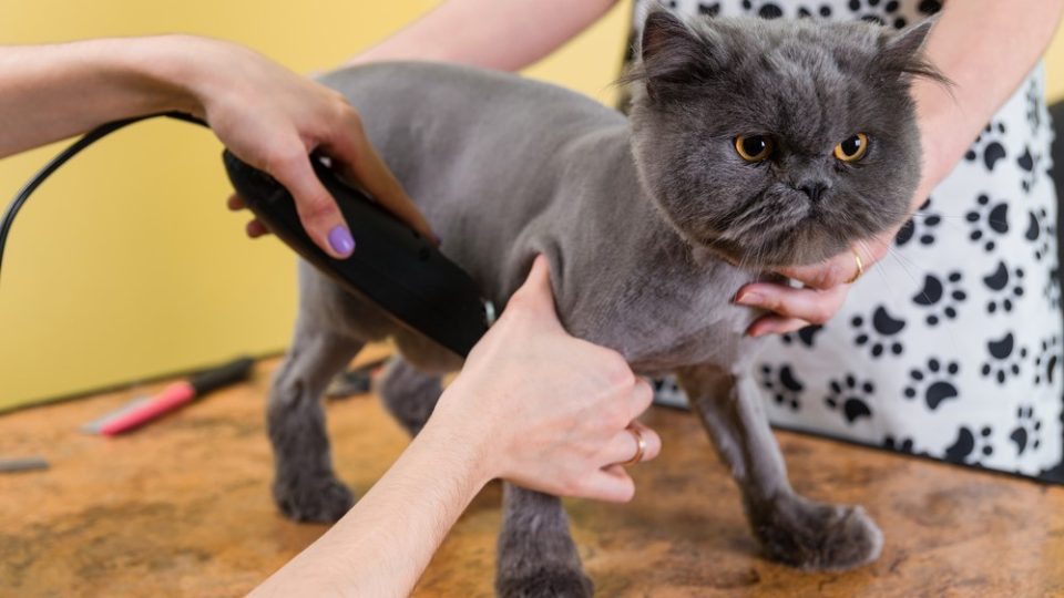 Sedate A Cat For Grooming - Looking Good, Feline Good