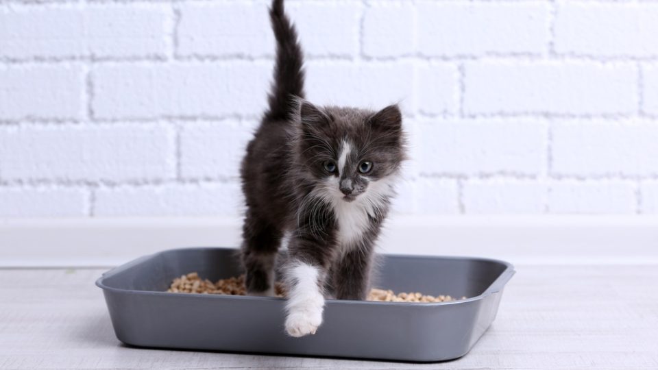 White Cat Poop: What On Earth Does That Mean?!