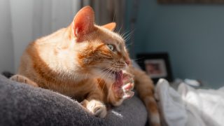 Why Do Cats Bite Their Nails? Do They Need A Meow-nicure?