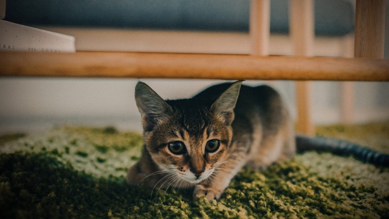 Why Does My Cat Hit Me When I Walk By? Playful Or Furious?