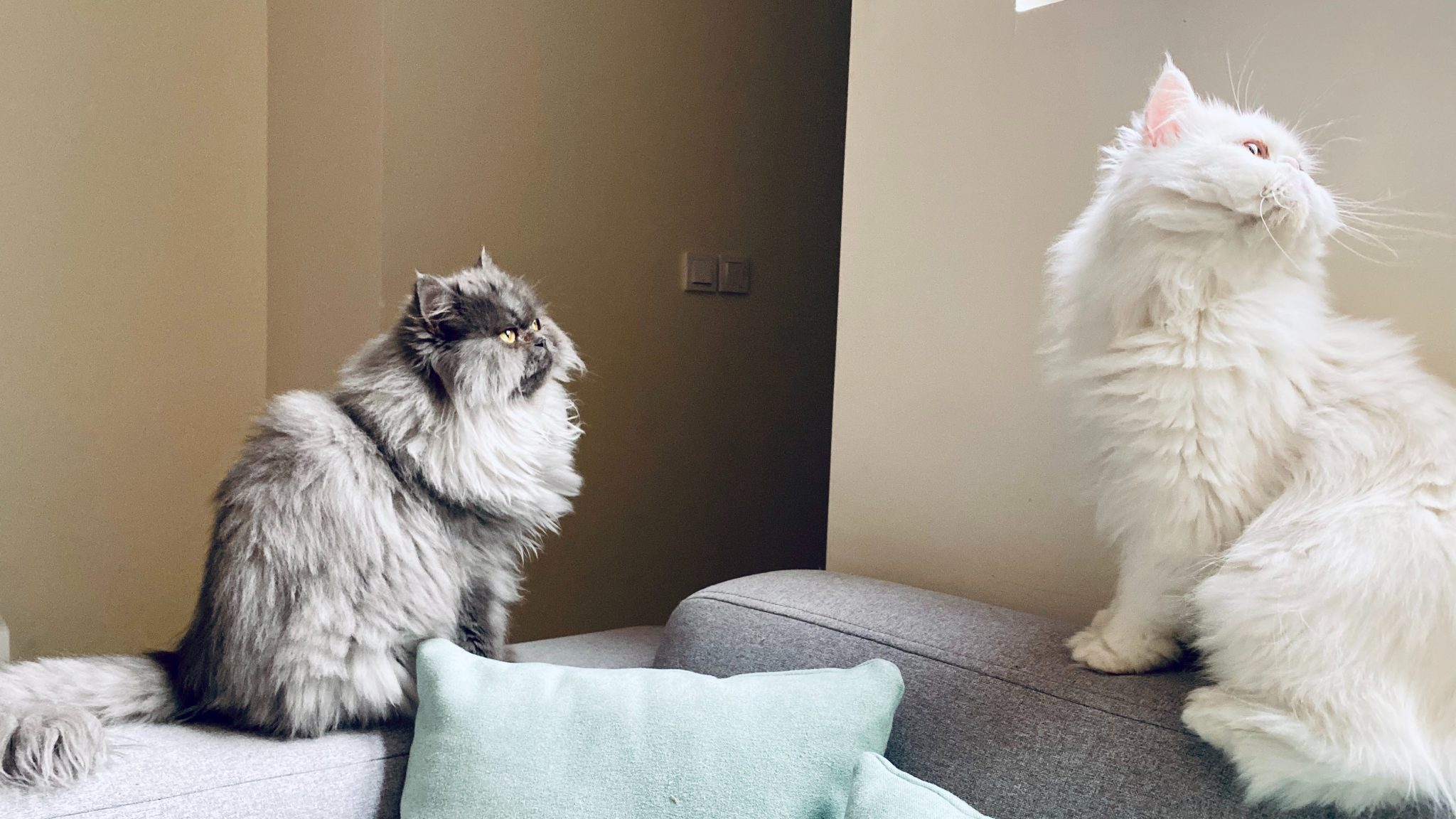 What Are The 8 Worst Cat Breeds For First-Time Owners?