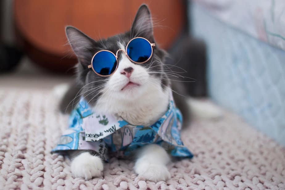 230+ Hippie Cat Names For Your Free-Spirited Fluff