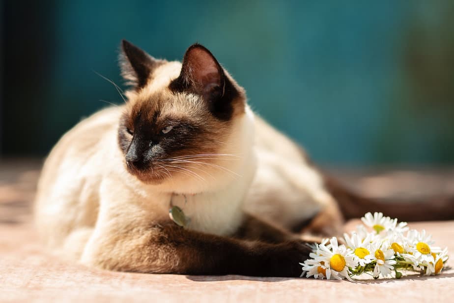 230+ Hippie Cat Names For Your Free-Spirited Fluff