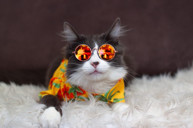 230+ Hippie Cat Names For Your Free-Spirited Fluff