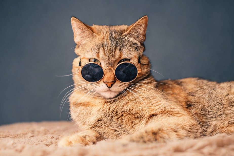 230+ Hippie Cat Names For Your Free-Spirited Fluff