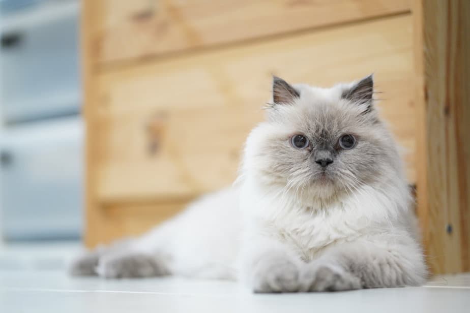 250+ Amazing Himalayan Cat Names For Your Fluffer