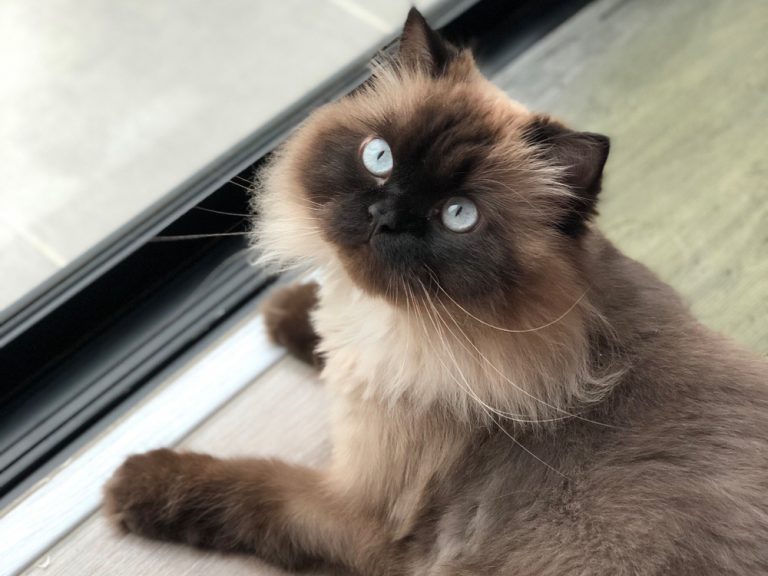 250+ Amazing Himalayan Cat Names For Your Fluffer