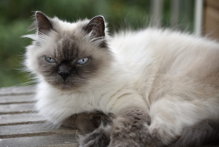 250+ Amazing Himalayan Cat Names For Your Fluffer