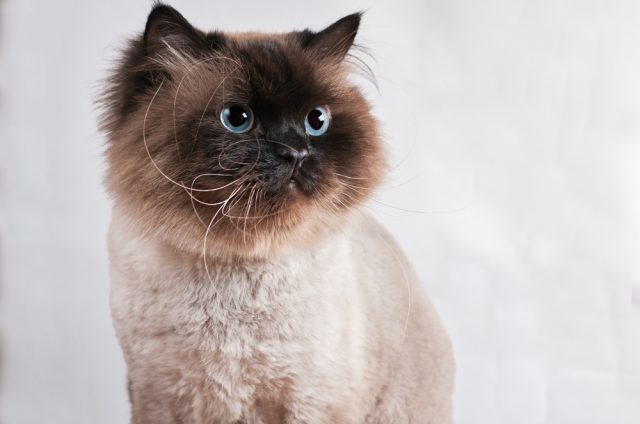 250+ Amazing Himalayan Cat Names For Your Fluffer