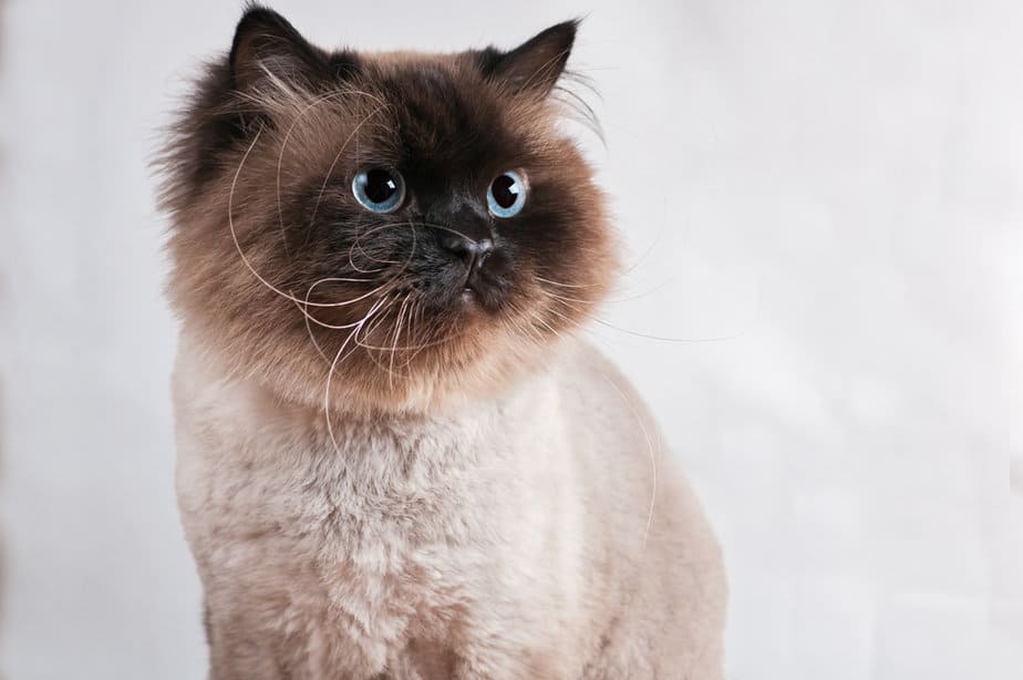 250+ Amazing Himalayan Cat Names For Your Fluffer